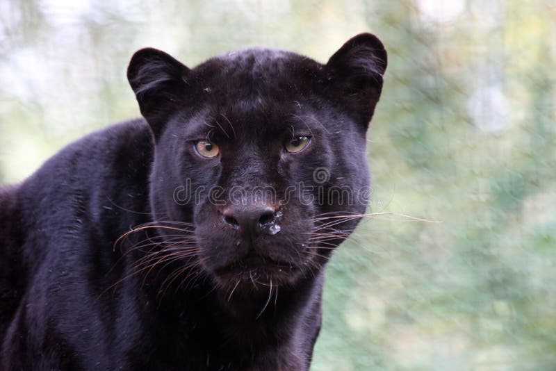 Pantera nera immagine stock. Immagine di carnivoro, pantera - 17197783