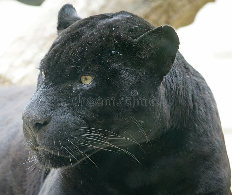 11,114 Pantera Nera Foto stock - Foto stock gratuite e royalty free da ...