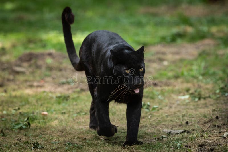 771 Pantera Nera Foto - Foto Stock Gratis e Royalty-Free da Dreamstime