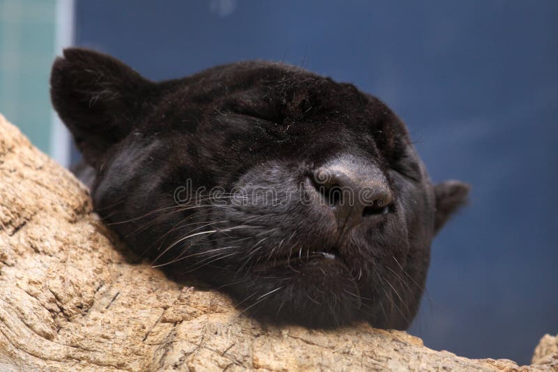 Pantera nera di sonno immagine stock. Immagine di mammifero - 23367429