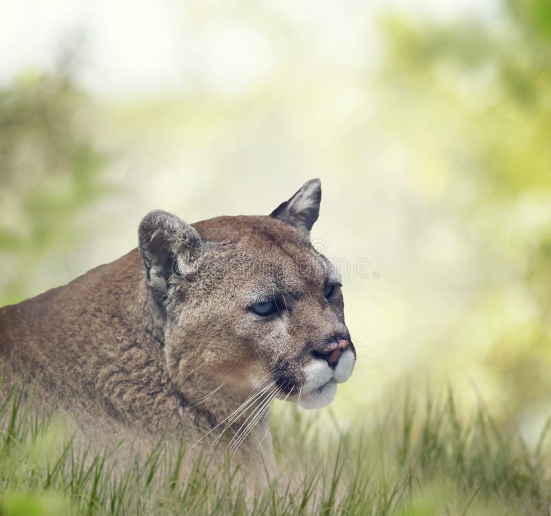 Pantera o puma di Florida immagine stock. Immagine di florida - 106406937