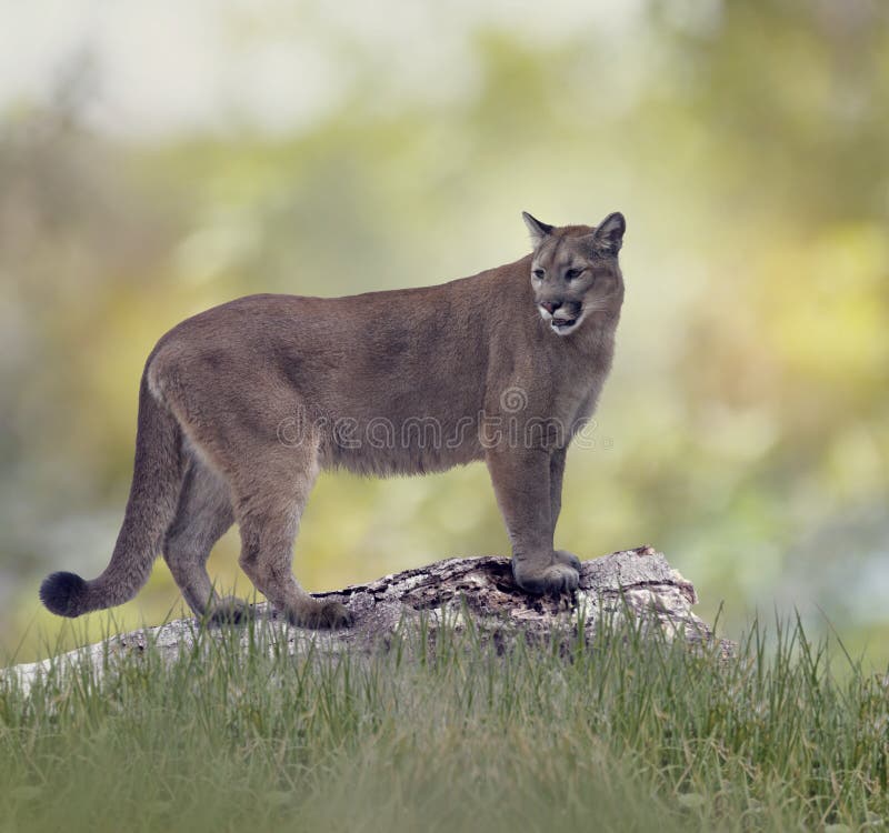 Pantera ou puma de Florida foto de stock. Imagem de fauna - 115014770