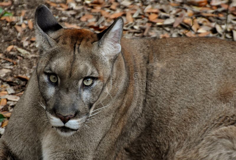Pantera De Florida - Concolor Do Puma Foto de Stock - Imagem de ...