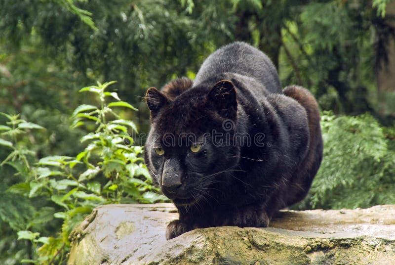 Pantera preta imagem de stock. Imagem de montanha, africano - 14401629