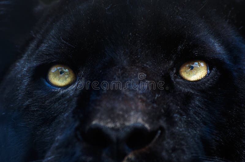 Pantera preta imagem de stock. Imagem de barba, gatinho - 2337249
