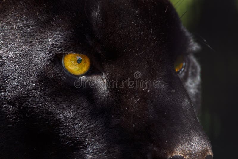 Pantera preta imagem de stock. Imagem de potência, pata - 5279833