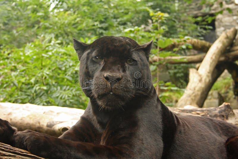 Pantera preta imagem de stock. Imagem de pantera, wildlife - 6083043