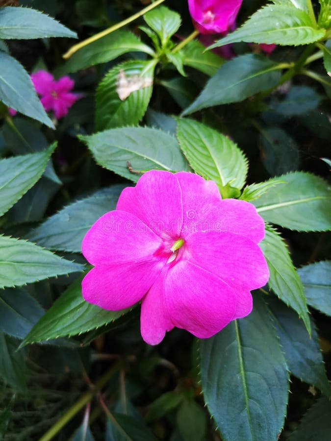 Pantera rosada imagen de archivo. Imagen de flor, pantera - 128974457