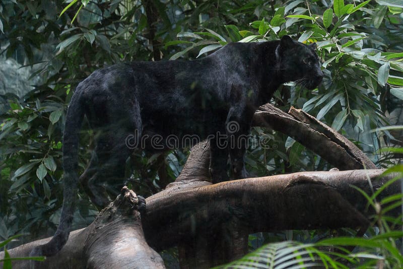 Chasse De La Panthère Noire Photo stock - Image du puissant, blanc ...