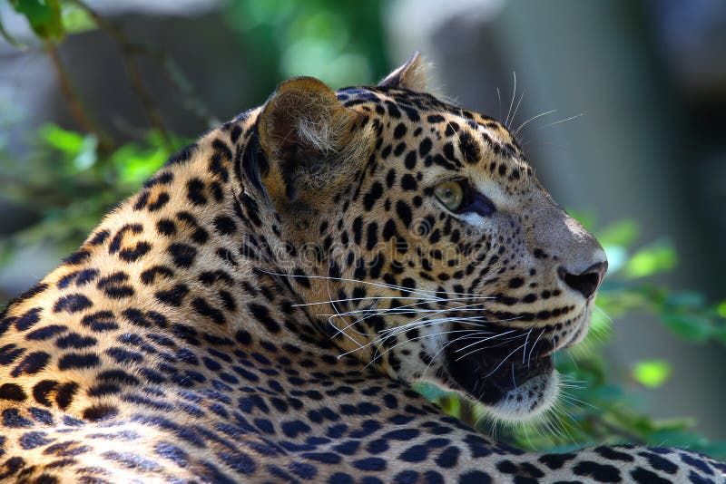 Chasse De Panthère En Afrique Photo stock - Image du safari, prédateur ...