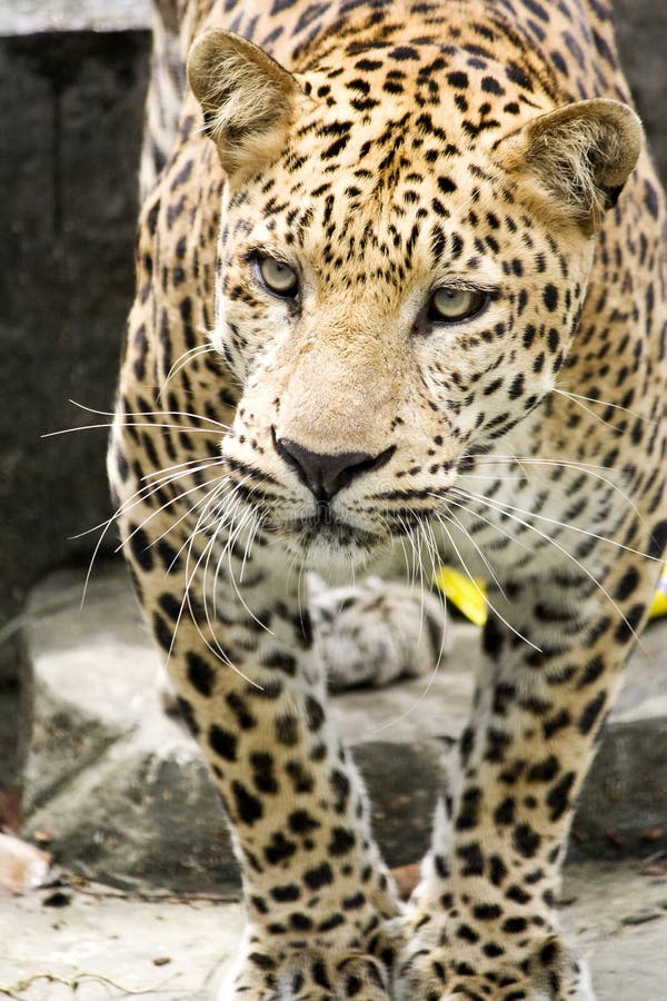 Panther stock photo. Image of mammal, endangered, safari - 7978582