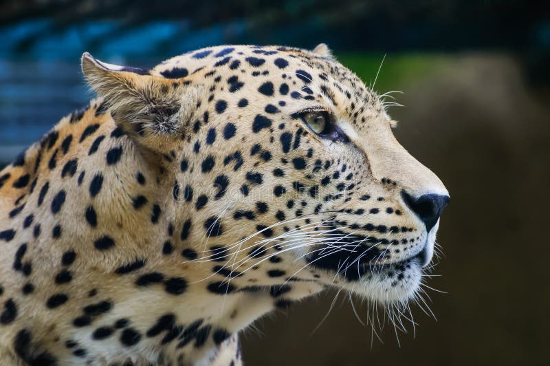 Panther - Adorable Animal. Concept of Connection with Nature Stock ...