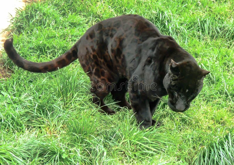 Panther black stock image. Image of mammal, puppy, black - 267151827
