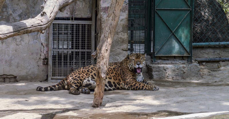 A Panther is in Cage in Delhi Zoo Stock Image - Image of delhizoo ...