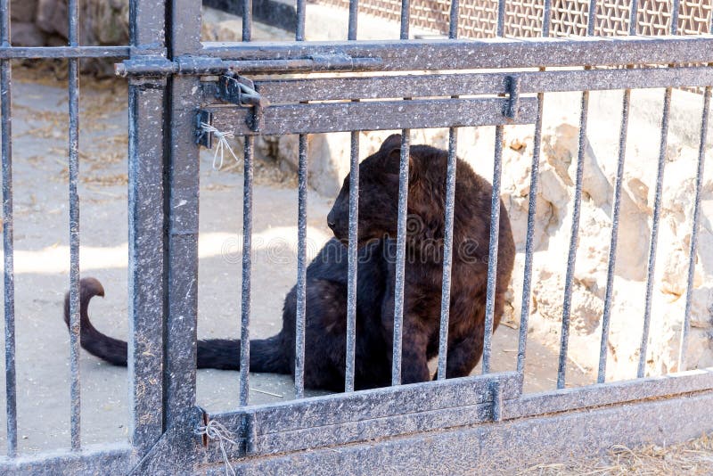 Panther in Captivity in a Zoo Behind Bars. Power and Aggression in the ...