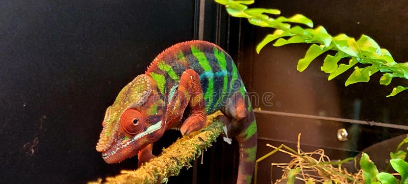 Panther Chameleon Furcifer Paradise Stock Photo - Image of yellow, fish ...