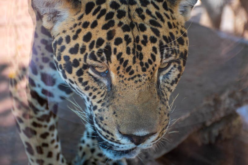 Panther in Close up stock image. Image of jaguar, costa - 258523335