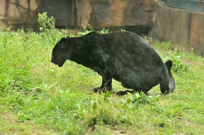 189 Sleeping Black Panther Stock Photos - Free & Royalty-Free Stock ...