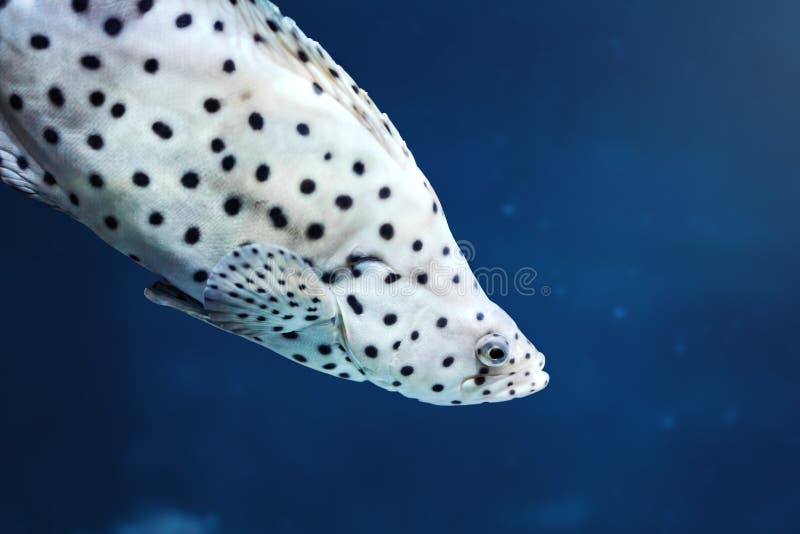 Panther Grouper Fish or Humpback Grouper Stock Photo - Image of panther ...