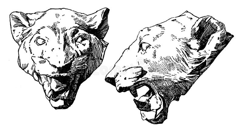 Panther Head is Shown from Its Front and Side View, Vintage Engraving ...