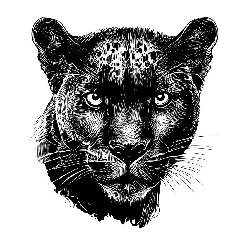 Realistic Panther Head Drawing