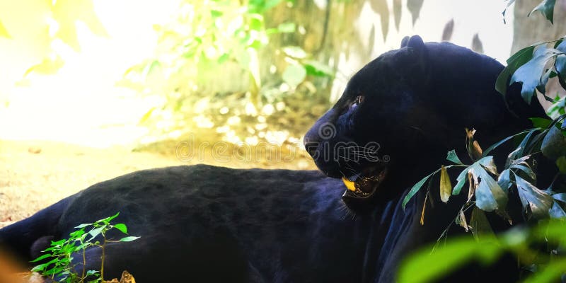 Panther with Morning Sunset on the Floor Space for Font Stock Image ...