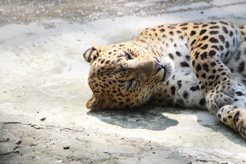 Panther. stock image. Image of face, grass, closeup, india - 80173843