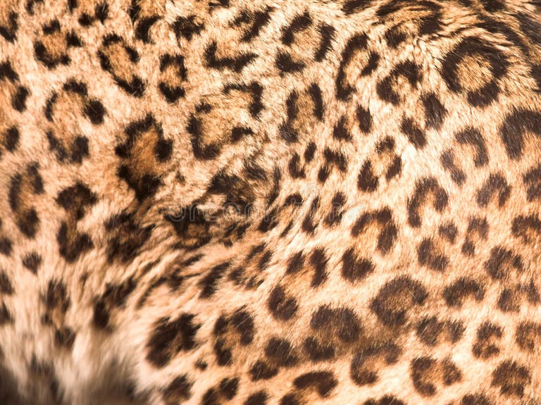 Panther pattern stock photo. Image of hunting, hair, fashion - 2326682