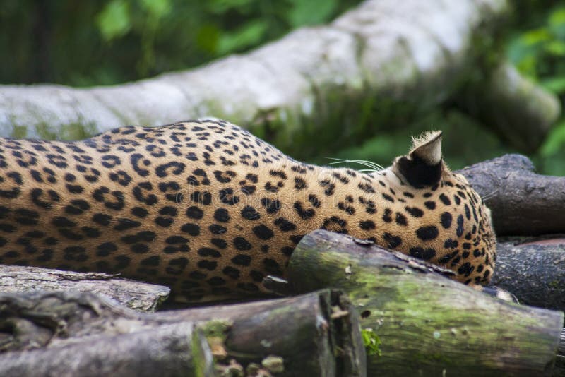 Panther sleeping stock photo. Image of grass, cvvcv - 194406196