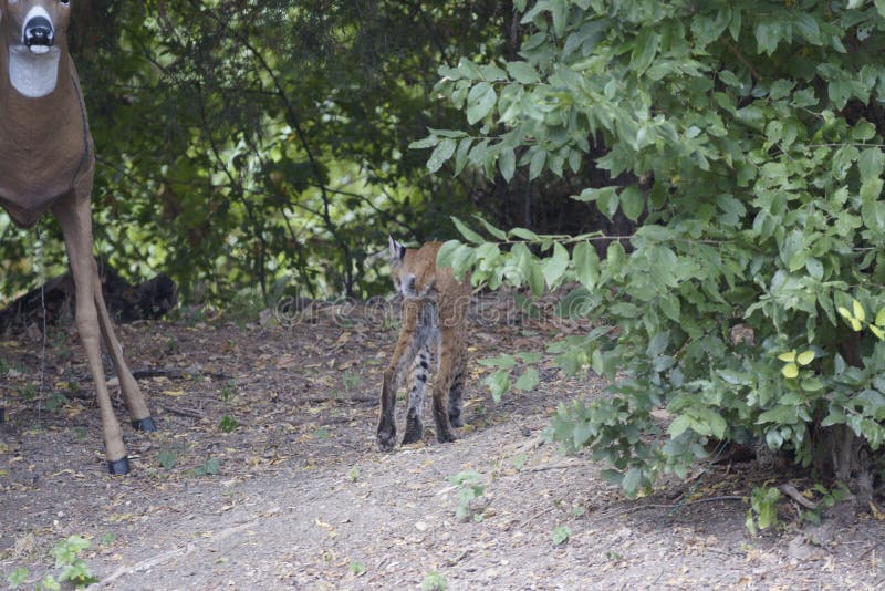 Panther Standing Next To a Statue of a Deer Stock Illustration ...