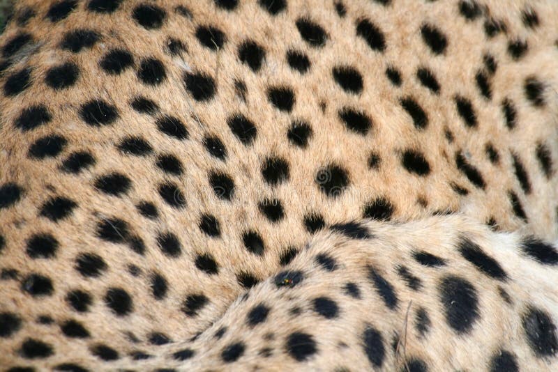 Panther Skin Texture - Free Photo from StockFreeImages