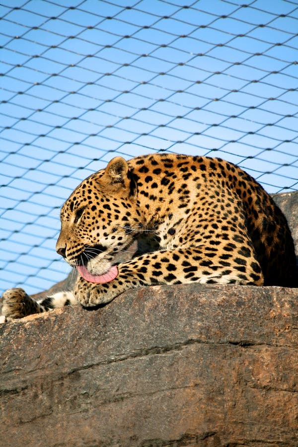 Panther in a Zoo stock photo. Image of tourism, wildlife - 23274748