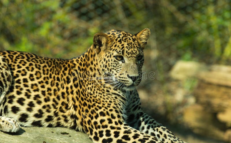Panther in the Zoo stock photo. Image of danger, wild - 145237064