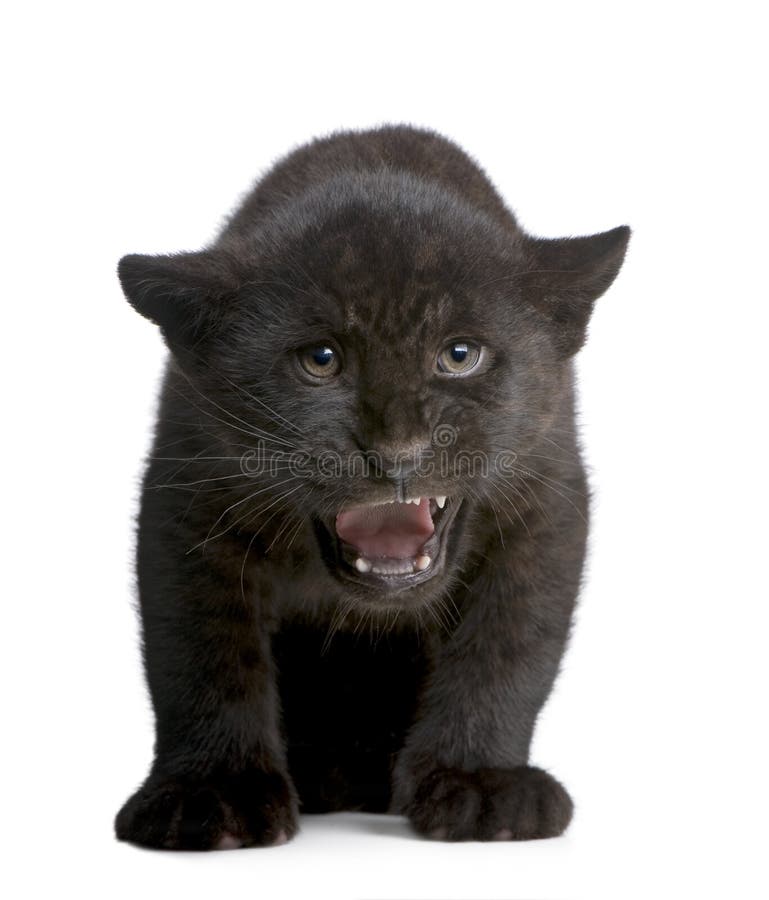 Panthera D'onca De 2 D'animal Mois De Jaguar Photo stock - Image du ...