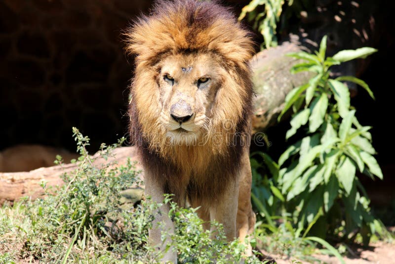 Panthera leo angry stock photo. Image of close, color - 50395064