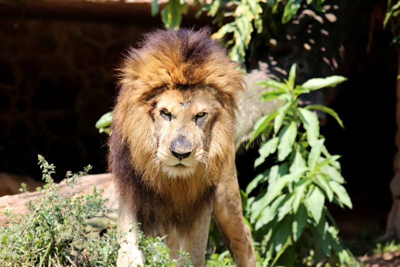 Panthera leo looking angry stock photo. Image of outdoor - 50394152
