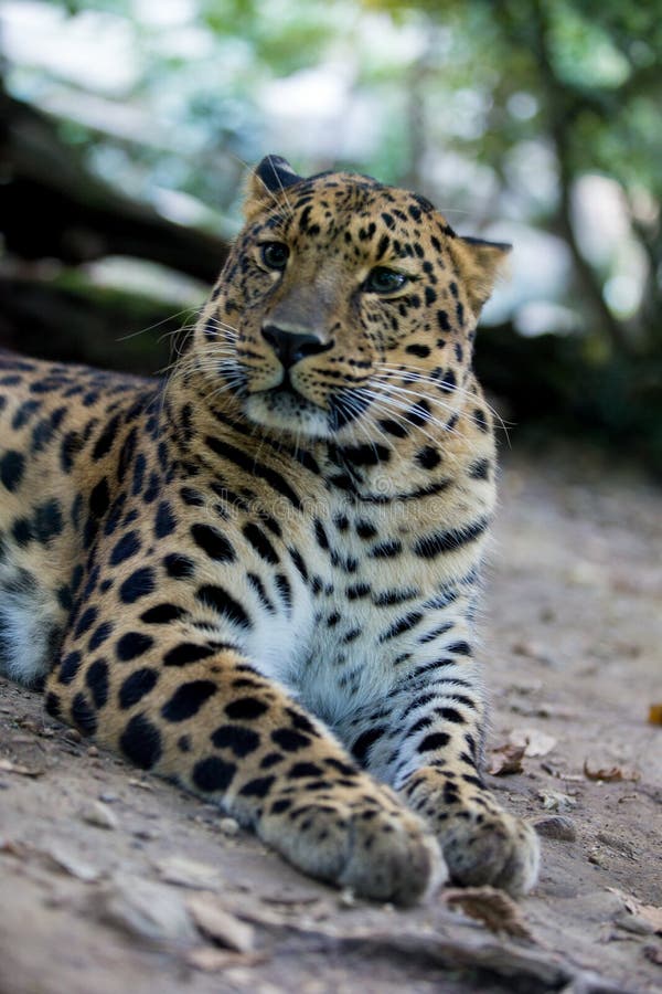 Panthera pardus orientalis stock image. Image of couple - 43687795