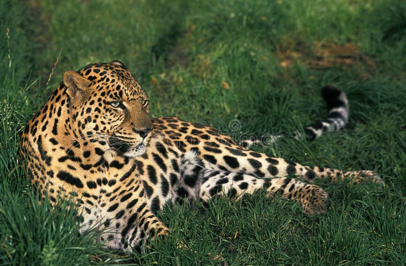 PANTHERE LEOPARD Panthera Pardus Stock Photo - Image of panthera, face ...
