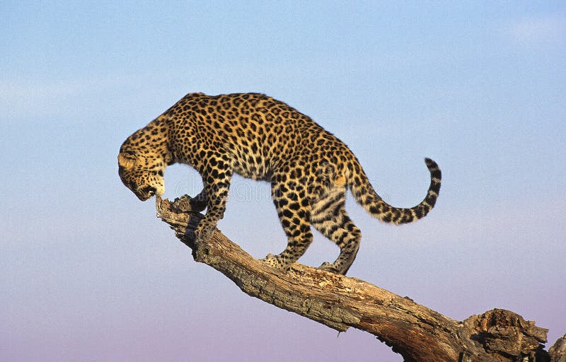 PANTHERE LEOPARD Panthera Pardus Stock Image - Image of individual ...