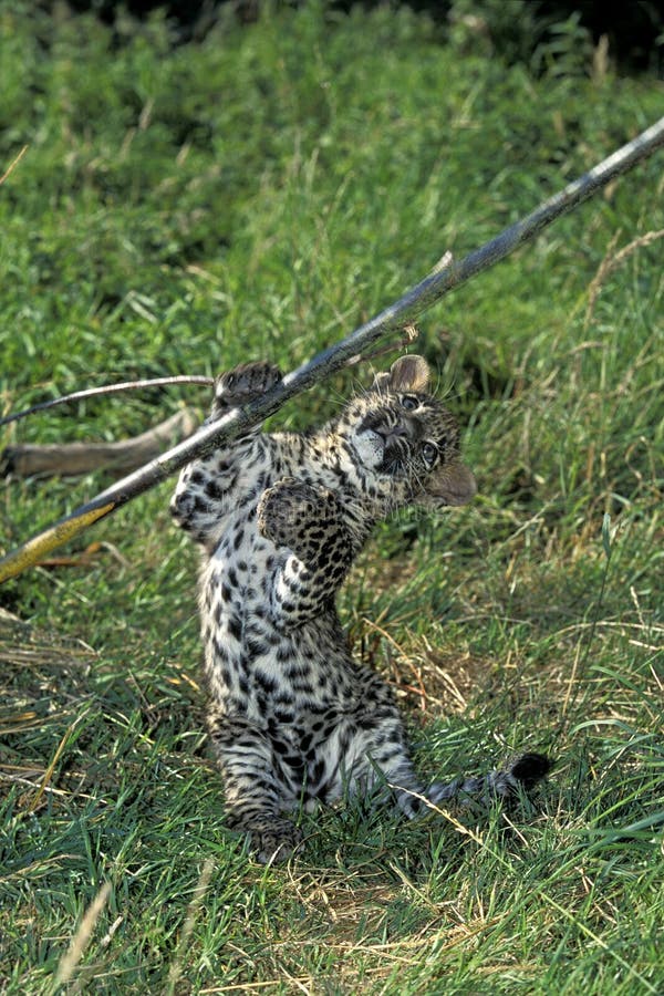 PANTHERE LEOPARD Panthera Pardus Stock Photo - Image of view, animal ...