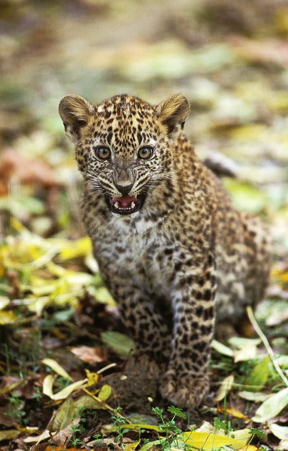 PANTHERE LEOPARD Panthera Pardus Stock Photo - Image of individual ...