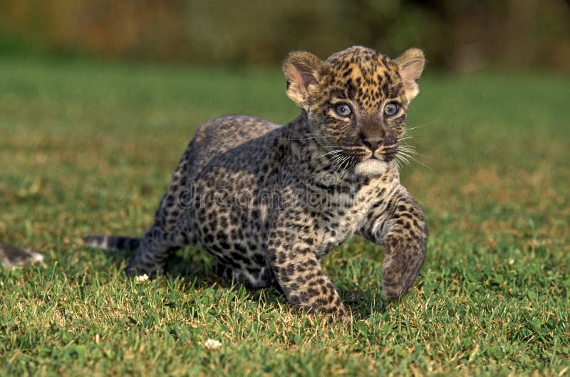 PANTHERE LEOPARD Panthera Pardus Stock Image - Image of three, animal ...