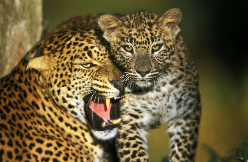 PANTHERE LEOPARD Panthera Pardus Stock Image - Image of portrait ...