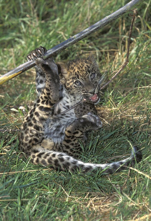 PANTHERE LEOPARD Panthera Pardus Stock Photo - Image of animal, front ...