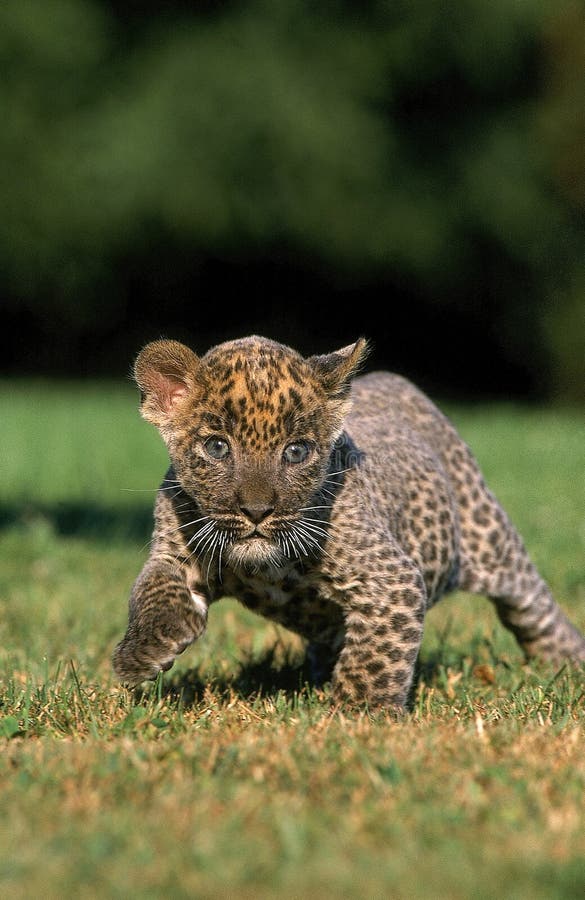 PANTHERE LEOPARD Panthera Pardus Stock Photo - Image of baby, felidae ...