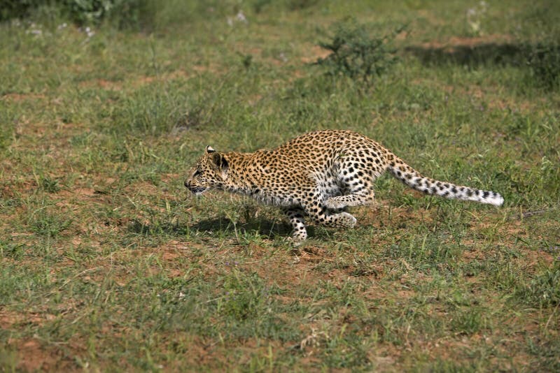PANTHERE LEOPARD Panthera Pardus Stock Photo - Image of panthera ...