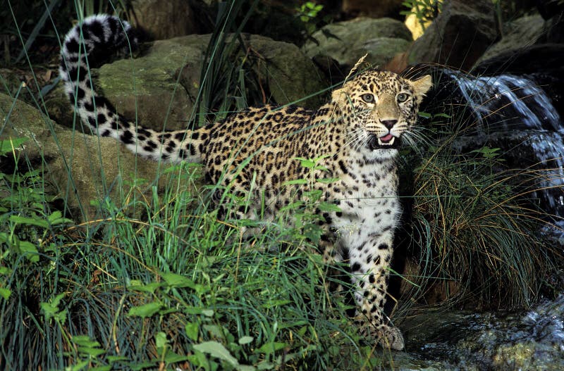 PANTHERE LEOPARD Panthera Pardus Fotografia Stock - Immagine di ...