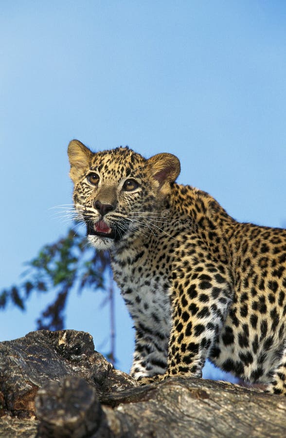 PANTHERE LEOPARD Panthera Pardus Stock Image - Image of african ...