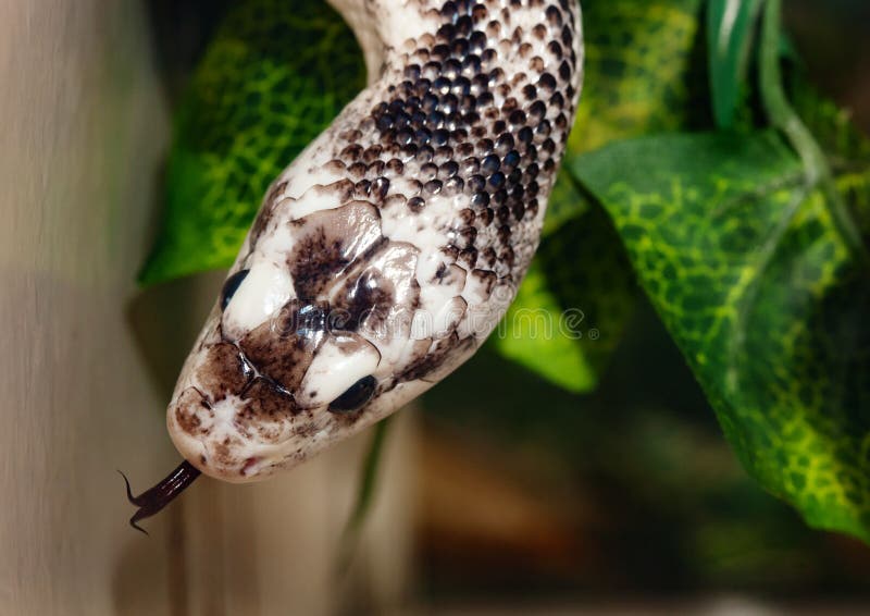 Pantherophis Obsoleta or Rat Snake Stock Photo - Image of scales ...