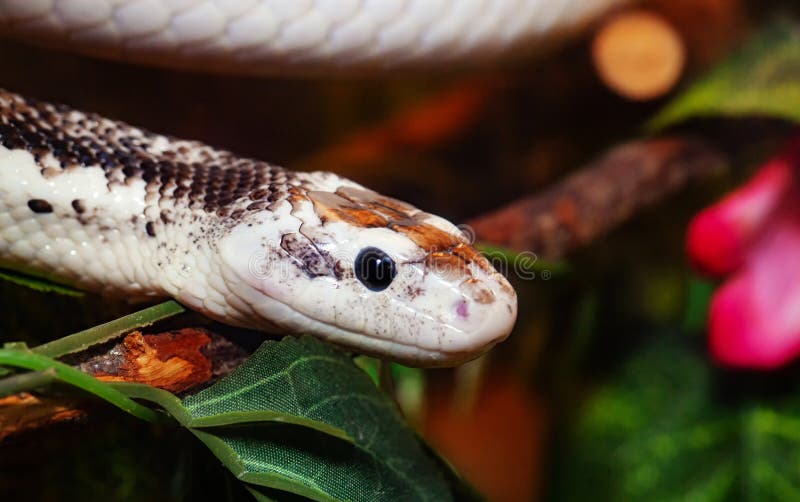 Pantherophis Obsoleta or Rat Snake Stock Photo - Image of reptiles ...